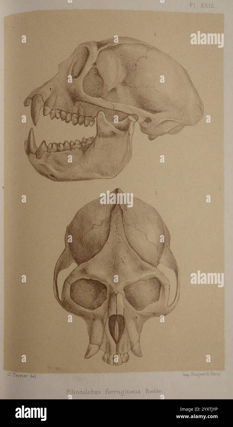Faune de la Sénégambie, Paris, O. Doin, 1883-1887, Africa, Senegambia ...