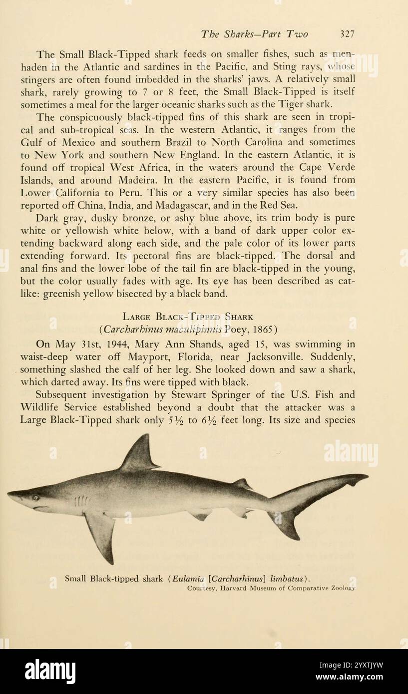 Sharks physical characteristics hi-res stock photography and images - Alamy