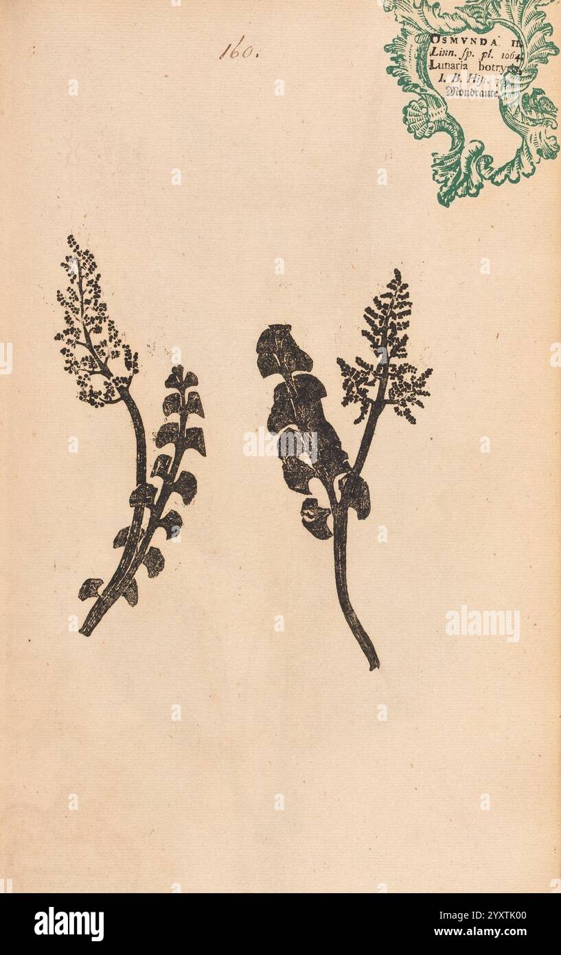 Robust stem displays larger hi-res stock photography and images - Alamy