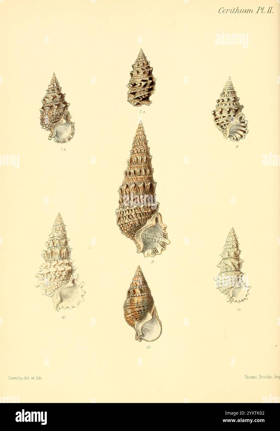 Conchologia iconica, or Illustrations of the Shells of Molluscous ...