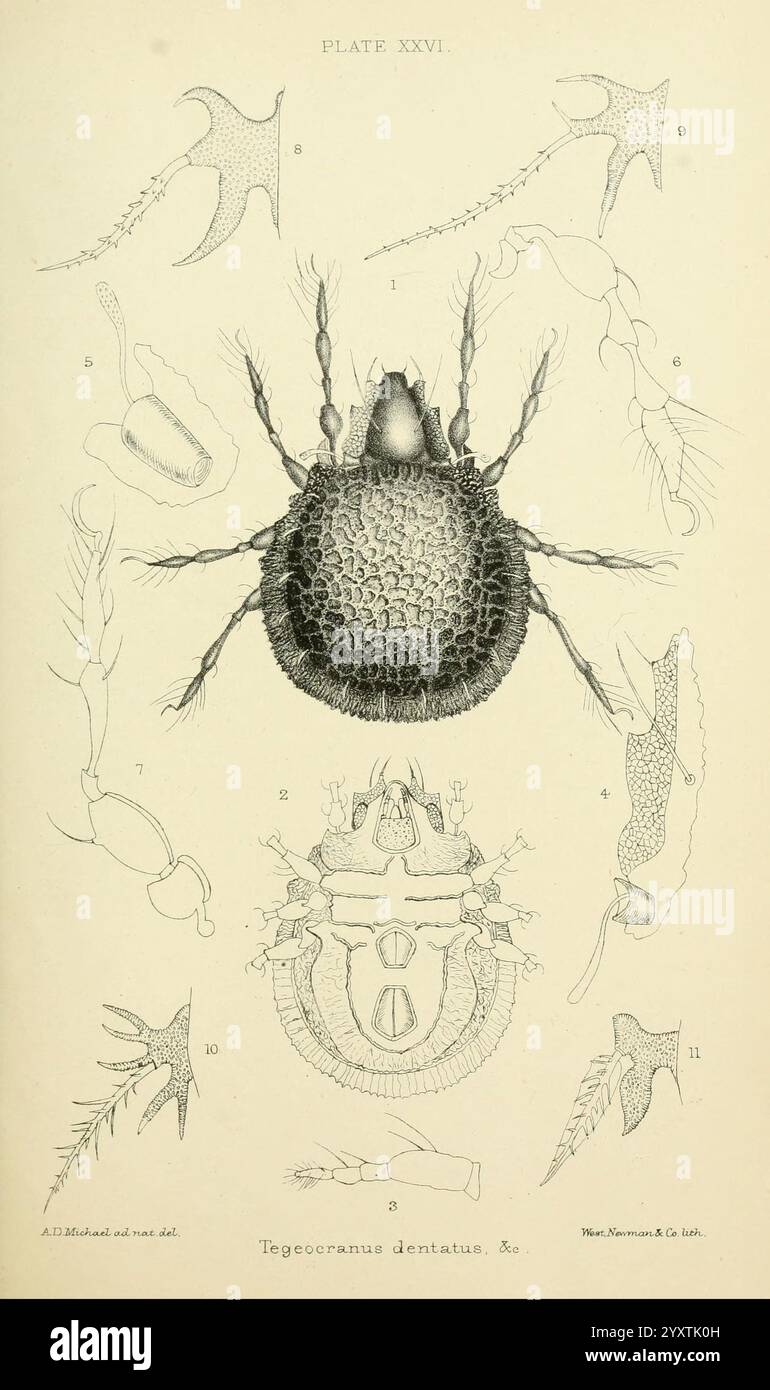Oribatidae taxonomy hi-res stock photography and images - Alamy