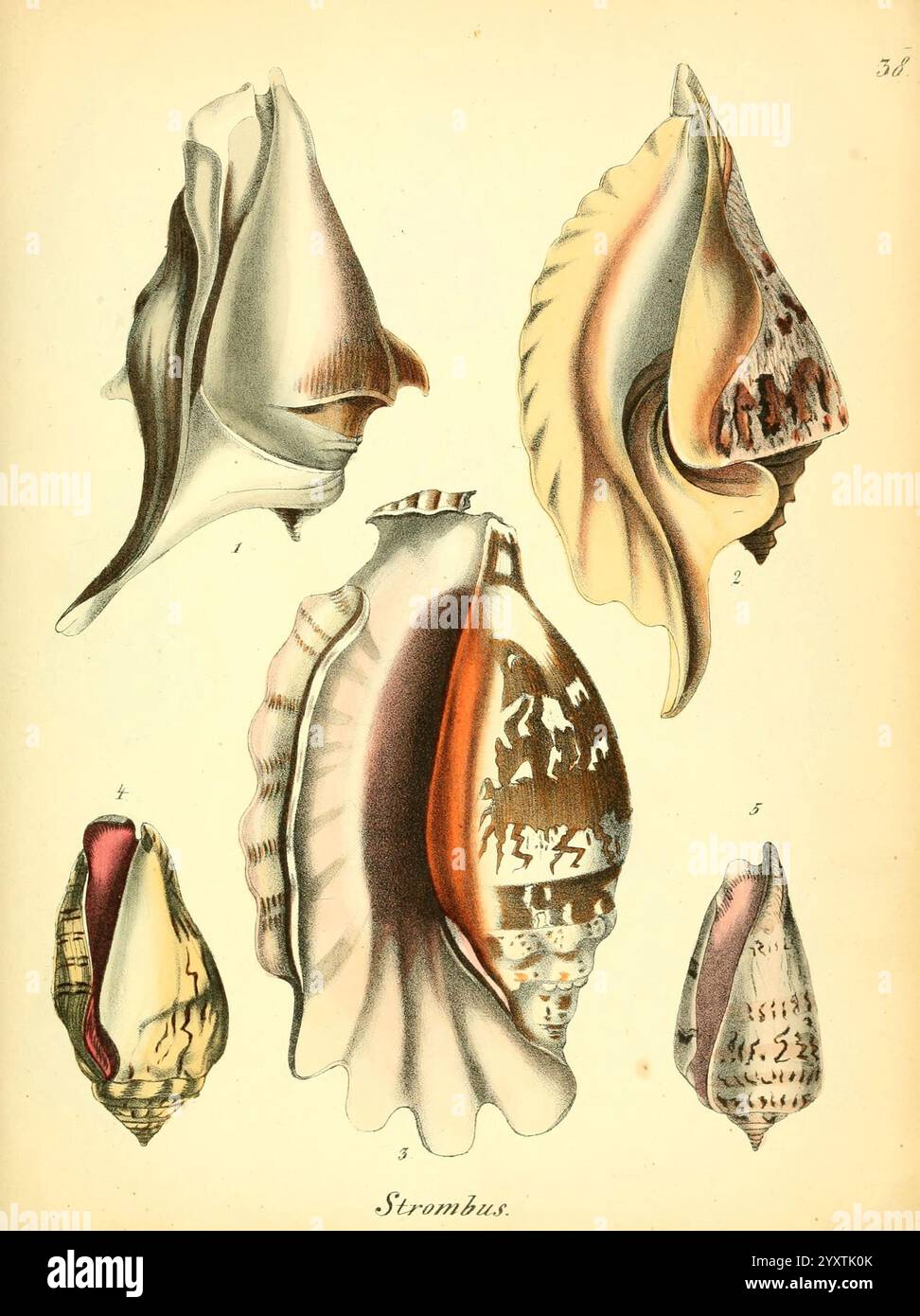 Second shell exhibits hi-res stock photography and images - Alamy