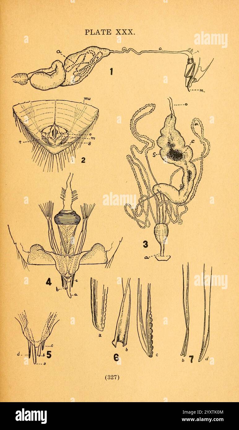 The biology and ecology of aquatic and semi-aquatic Hemiptera, Lawrence ...