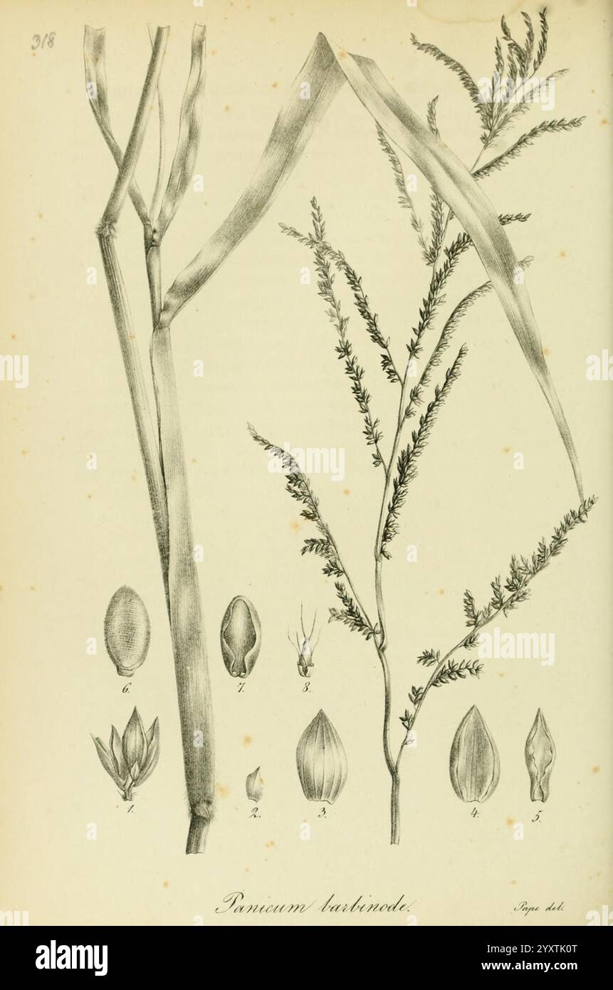 Seed forms illustrated hi-res stock photography and images - Alamy