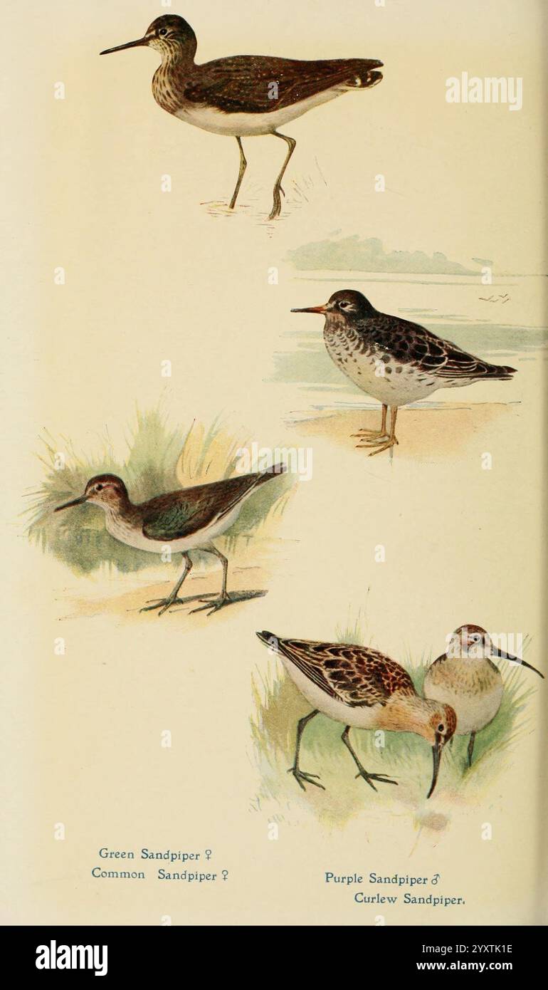 Common sandpiper features hi-res stock photography and images - Alamy