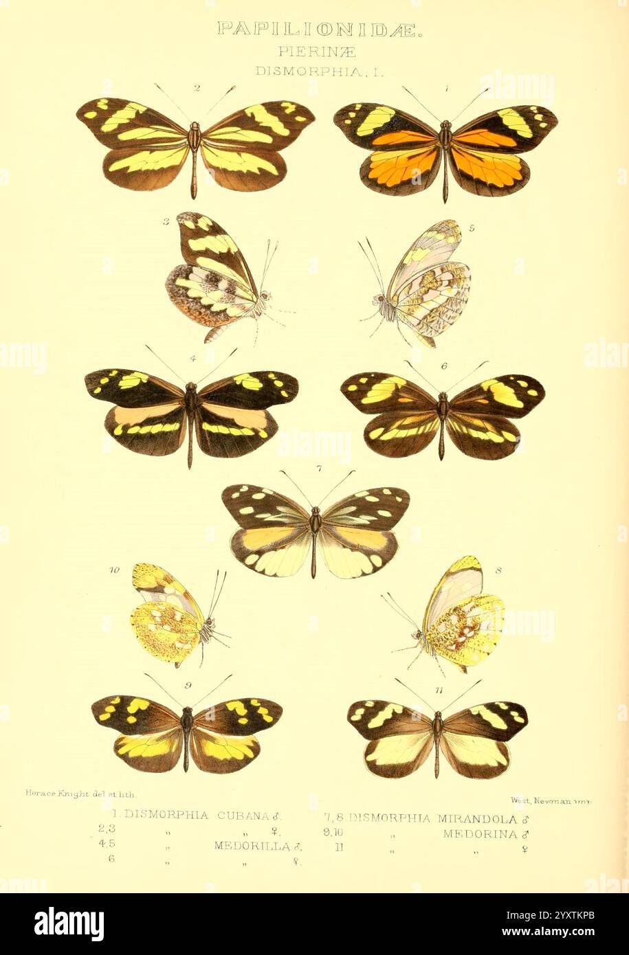 Rhopalocera exotica London Gurney Jackson 1887-1902 butterflies ...