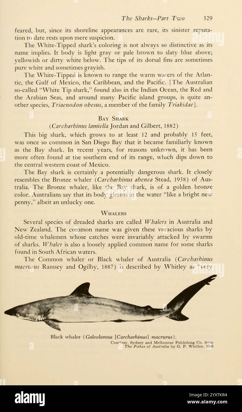 Dusky shark gulf mexico hi-res stock photography and images - Alamy