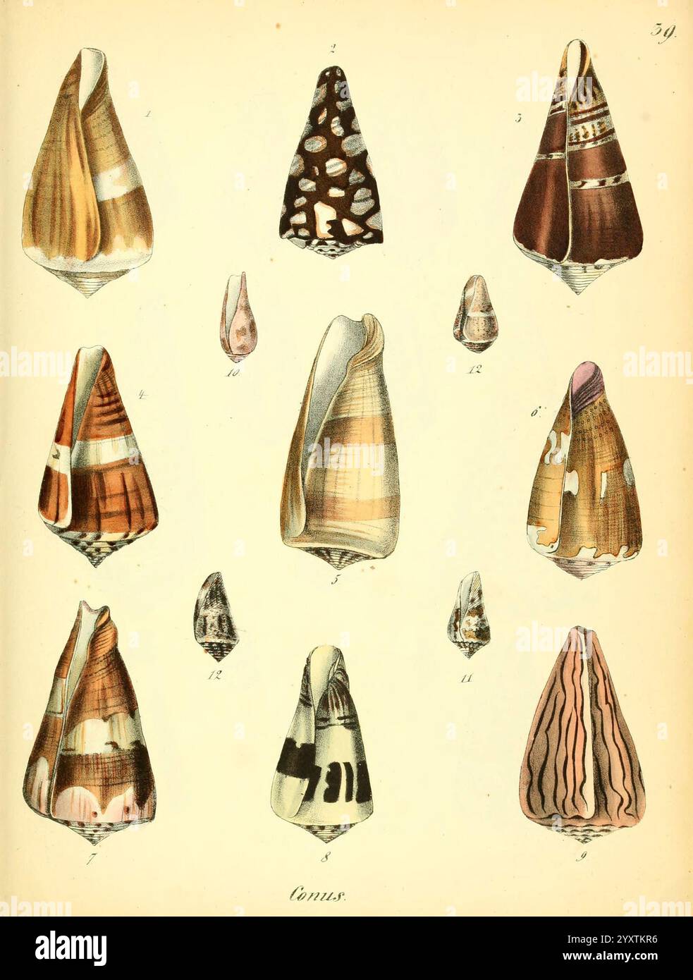 Elongated cone shapes hi-res stock photography and images - Alamy