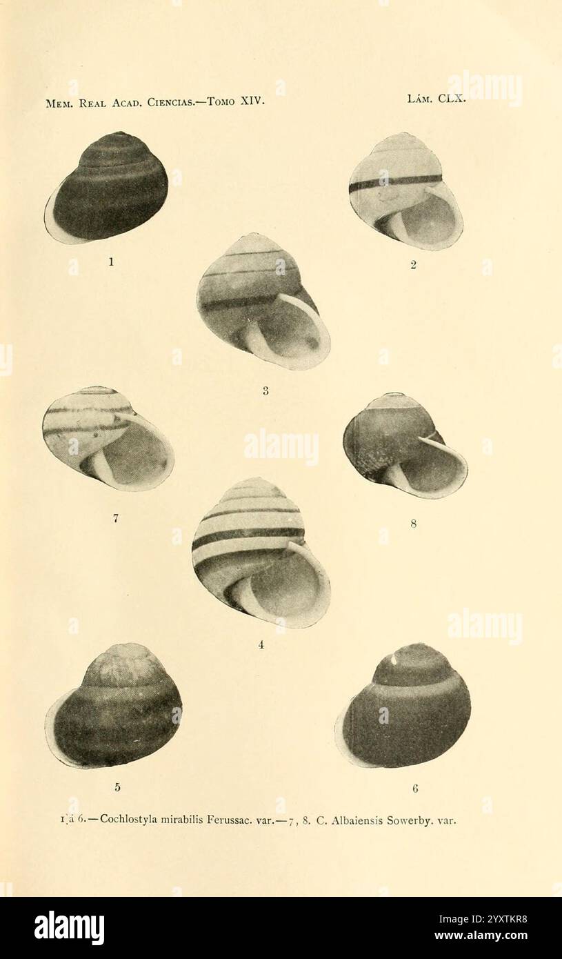 Series of eight distinct shells hi-res stock photography and images - Alamy