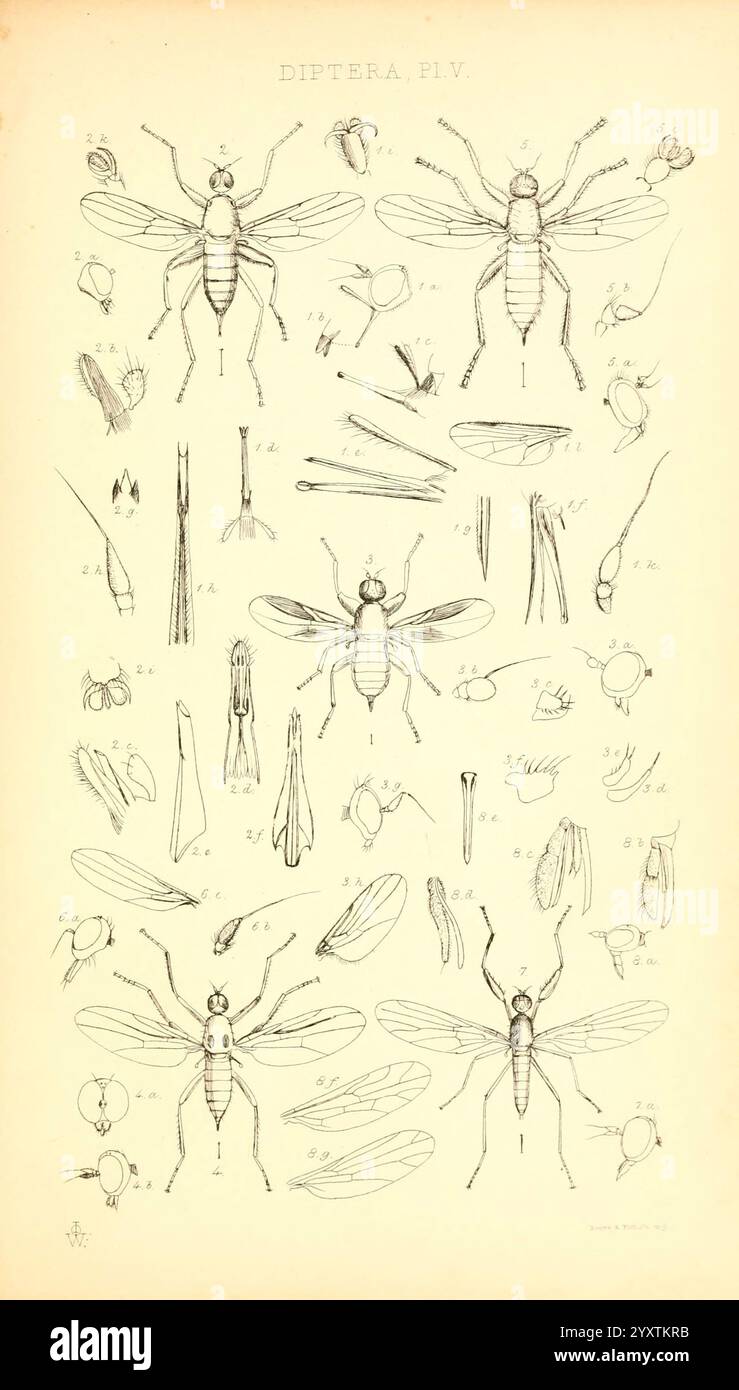 Different fly anatomies hi-res stock photography and images - Alamy