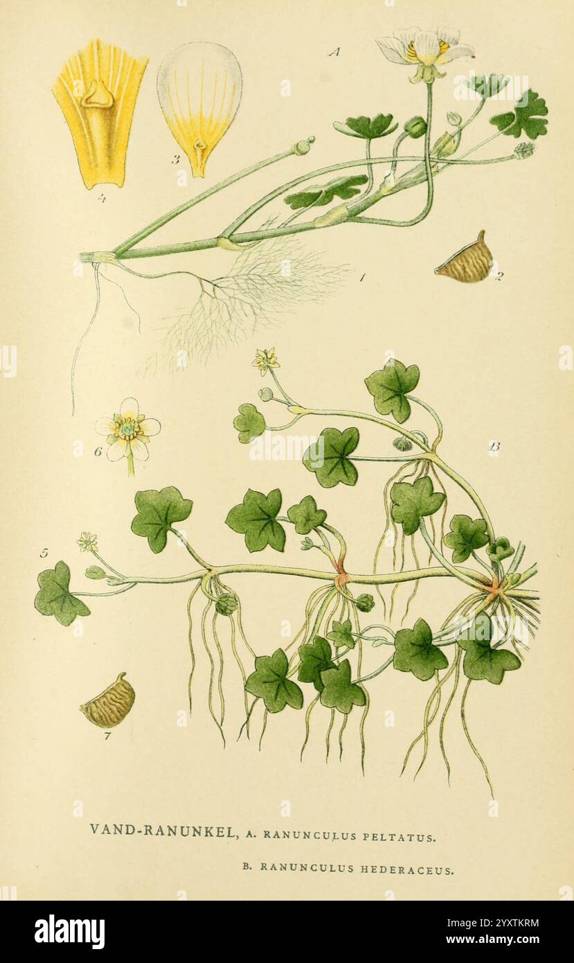 Billeder af Nordens flora, København, G.E.C. Gad, 1901-1903 [i.e. 1907 ...