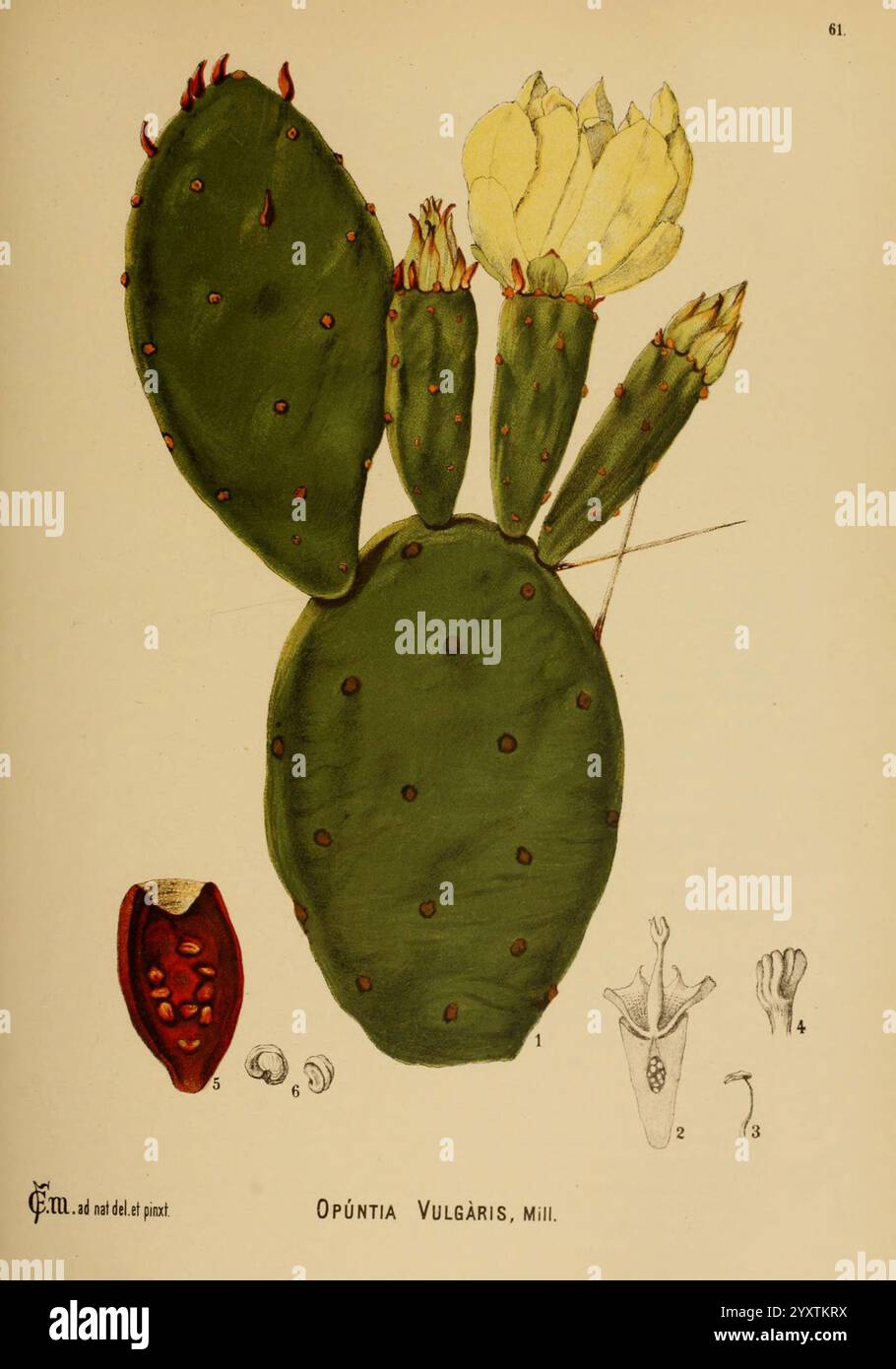 Cactuss flower structure hi-res stock photography and images - Alamy