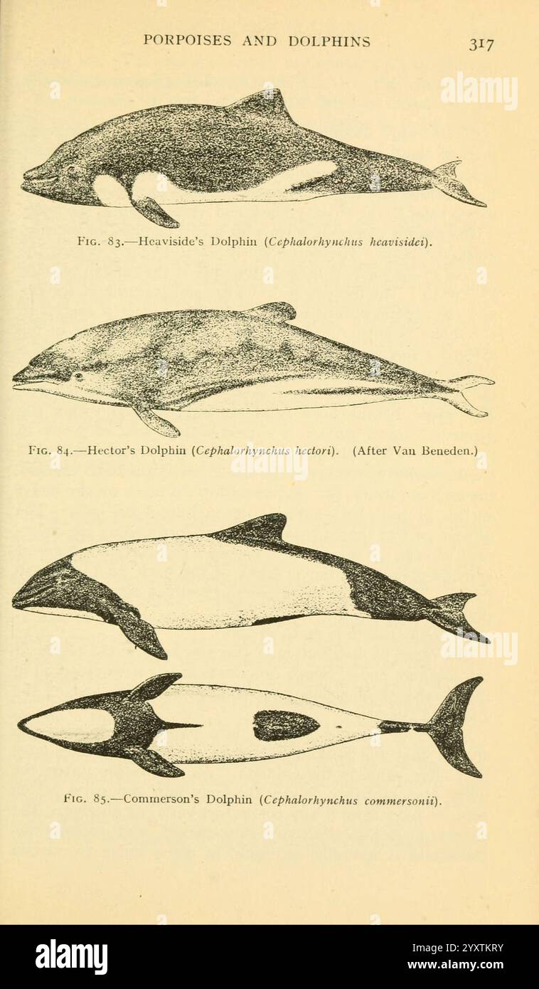 Cephalorhynchus hectori cephalorhynchus heavisidii cephalorhynch hi-res ...