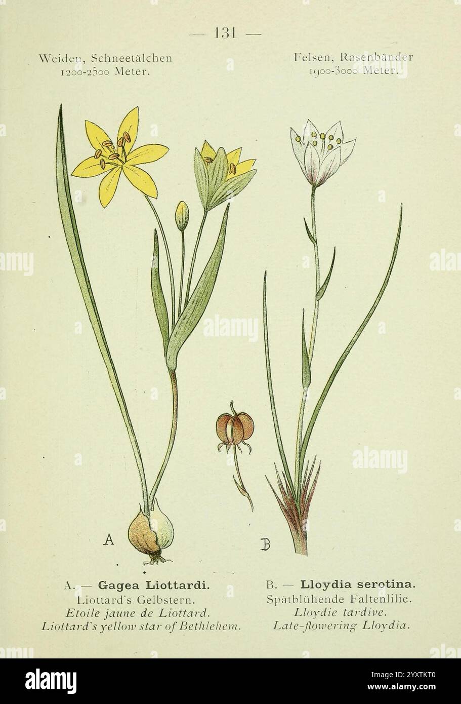 Alpen-Flora, Heidelberg, C. Winter, 1906, alps, mountain plants ...
