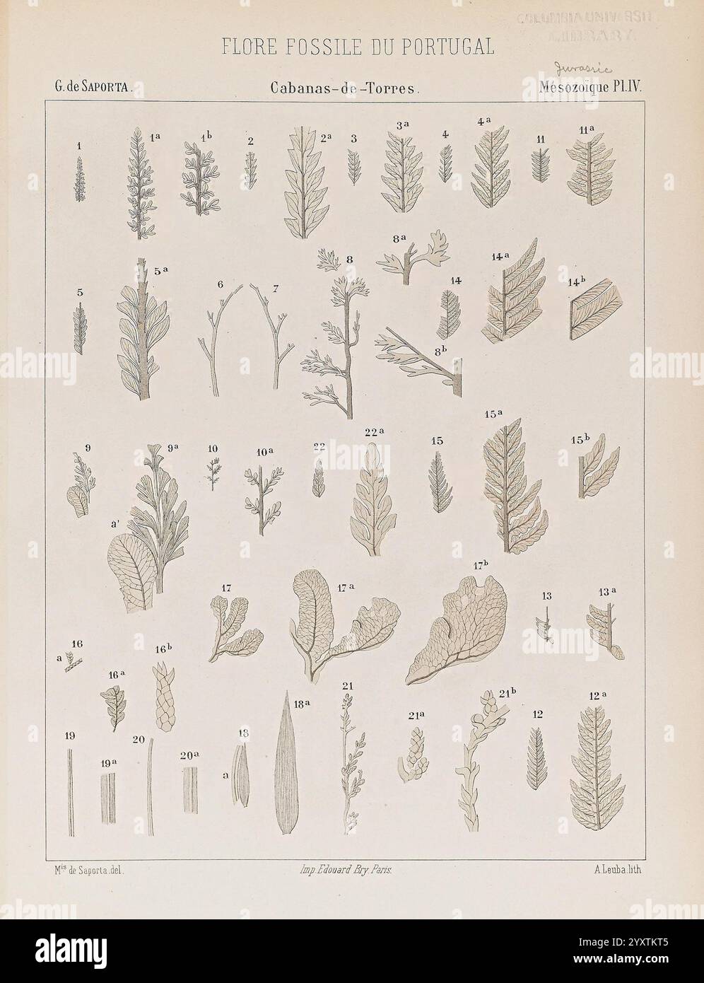 Rich paleobotanical history hi-res stock photography and images - Alamy