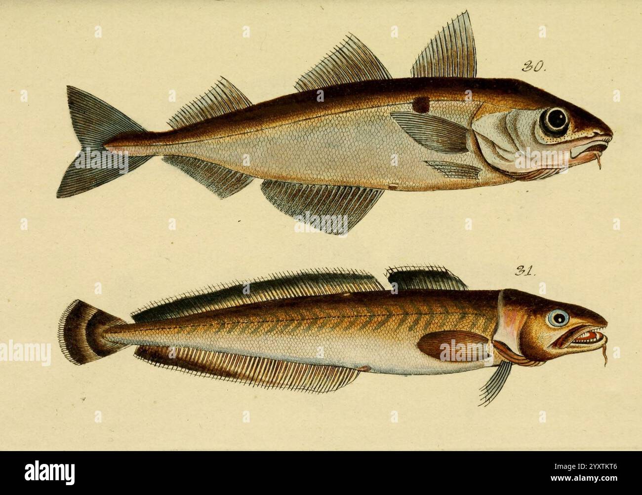Abbildung und Beschreibung der Fische Nürnberg Samuel Winterschmidt ...