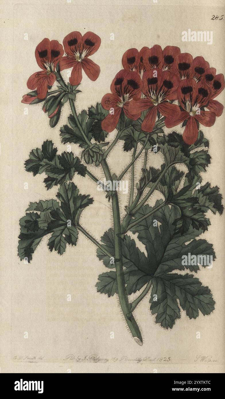Geraniaceae, London, Printed for James Ridgway, Piccadilly, 1820-1830 ...