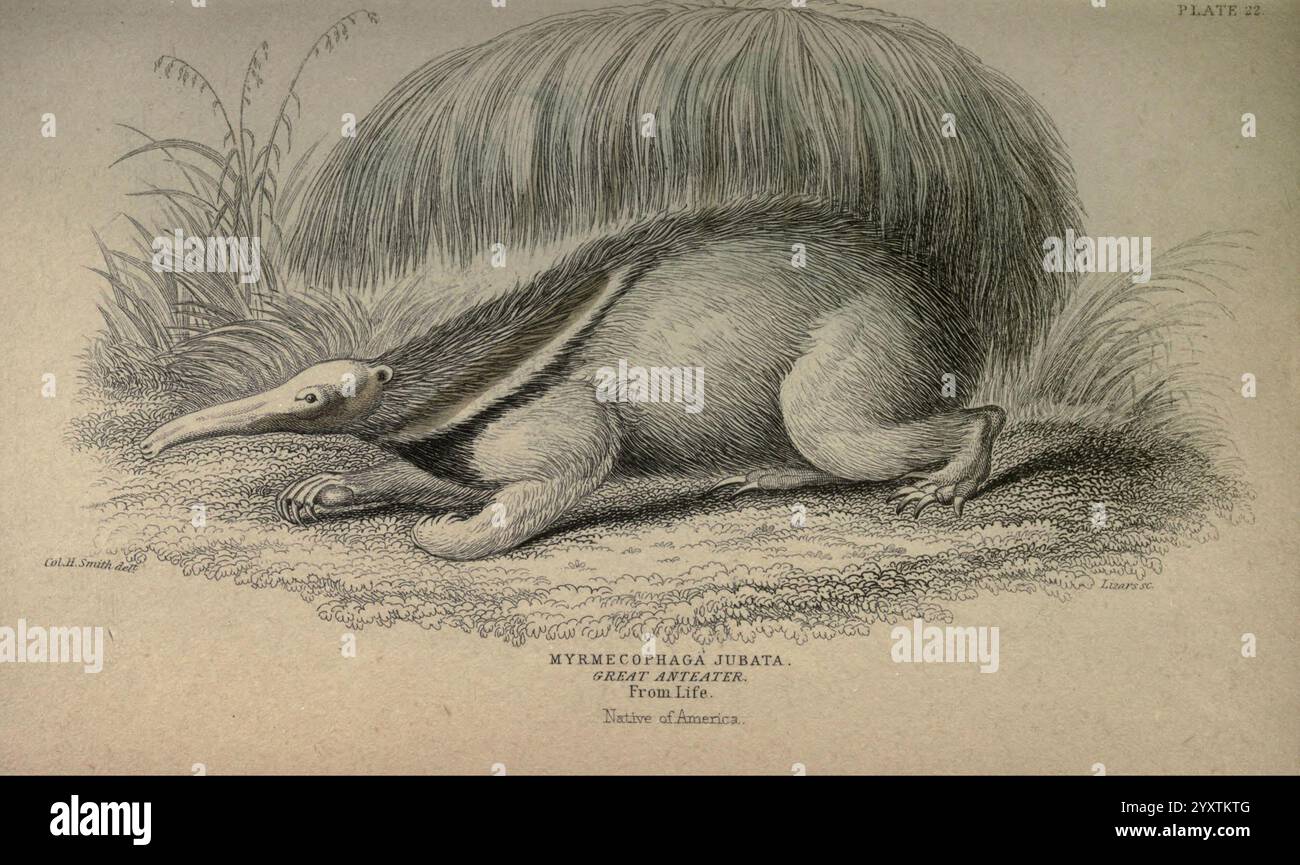 The naturalist's library, Edinburgh, W. H. Lizars, 1833-, mammals ...