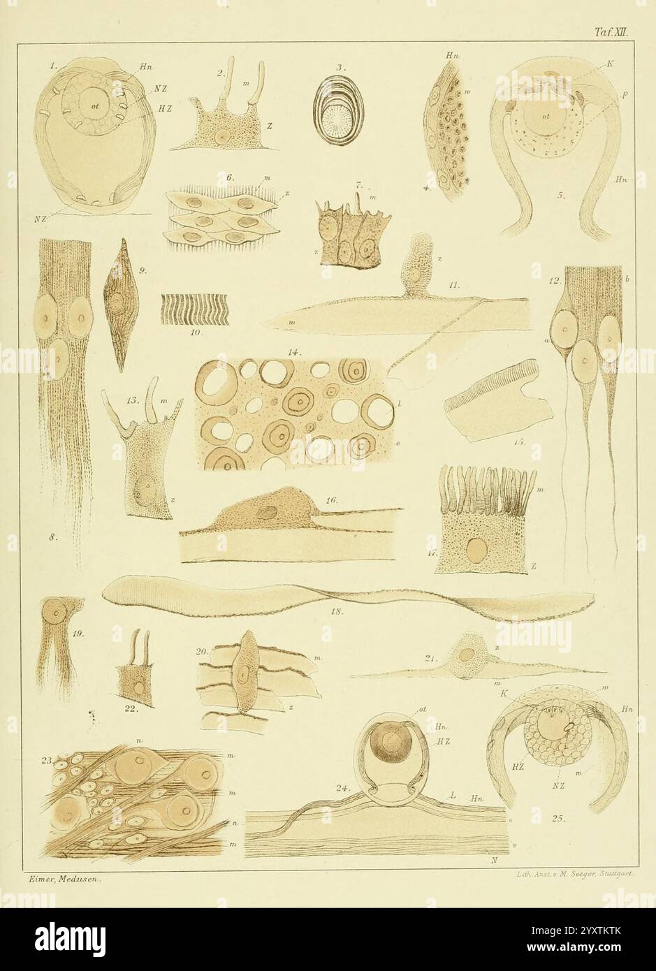 Labeled section presents unique forms hi-res stock photography and ...