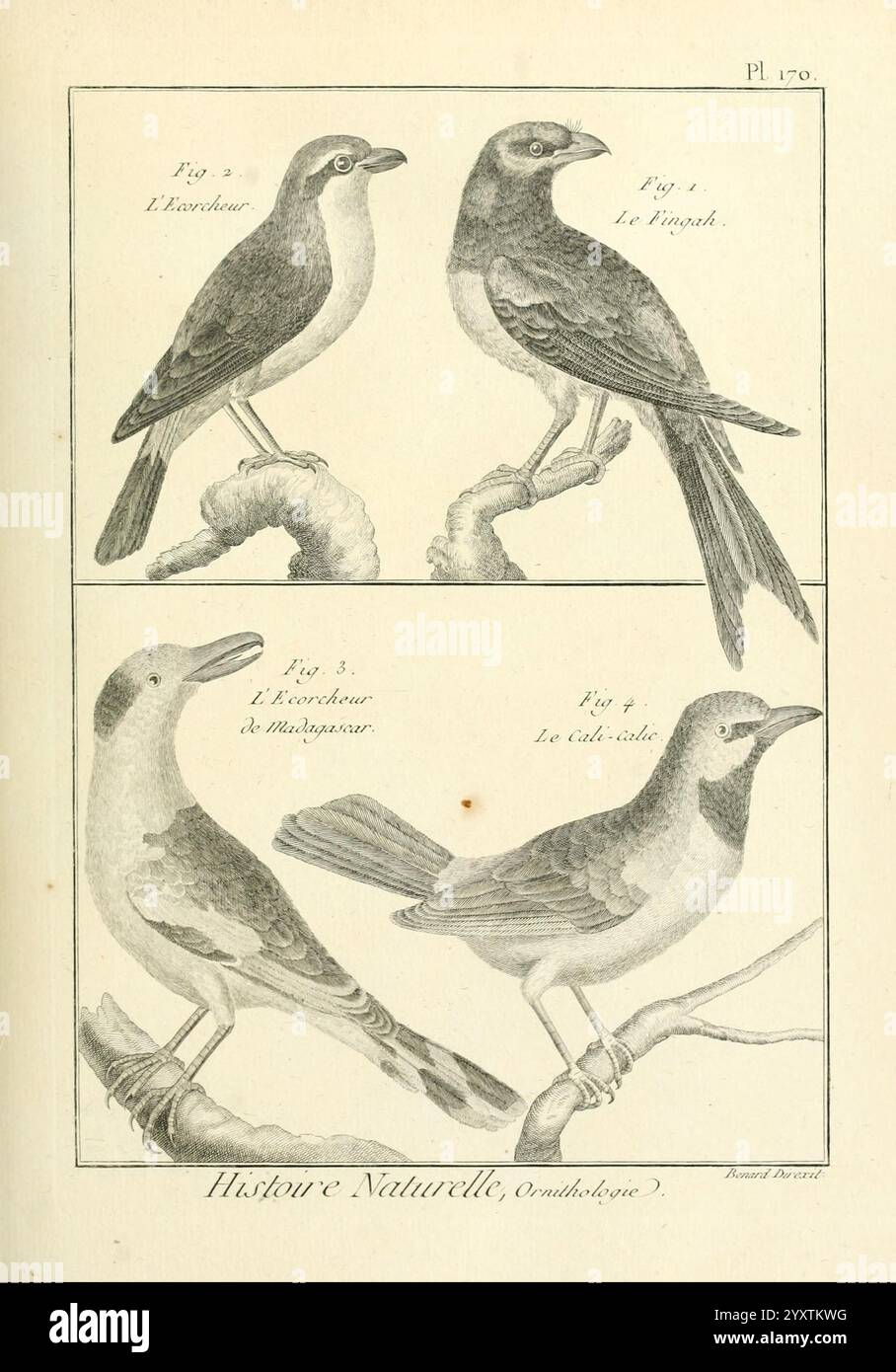 Upper right displays another bird hi-res stock photography and images ...