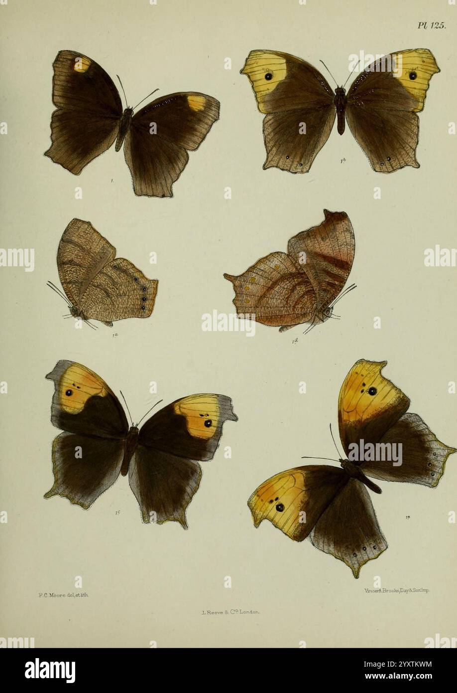 Top row features two butterflies hi-res stock photography and images ...