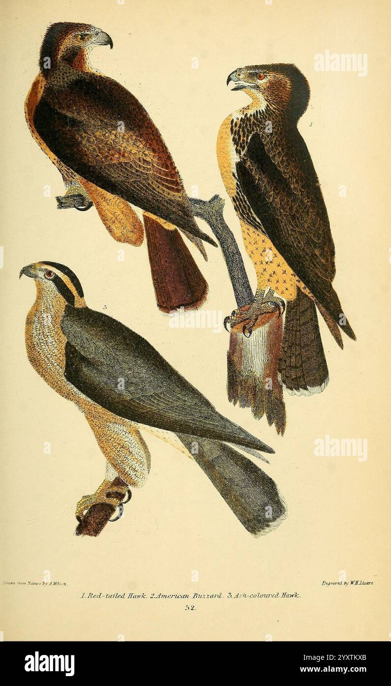 Left hawk displays unique markings hi-res stock photography and images ...