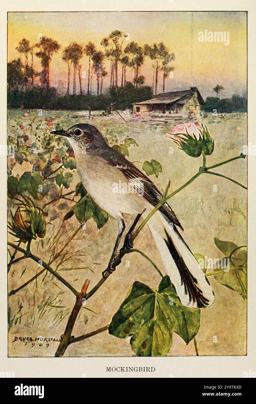 Robert bruce horsfall hi-res stock photography and images - Alamy