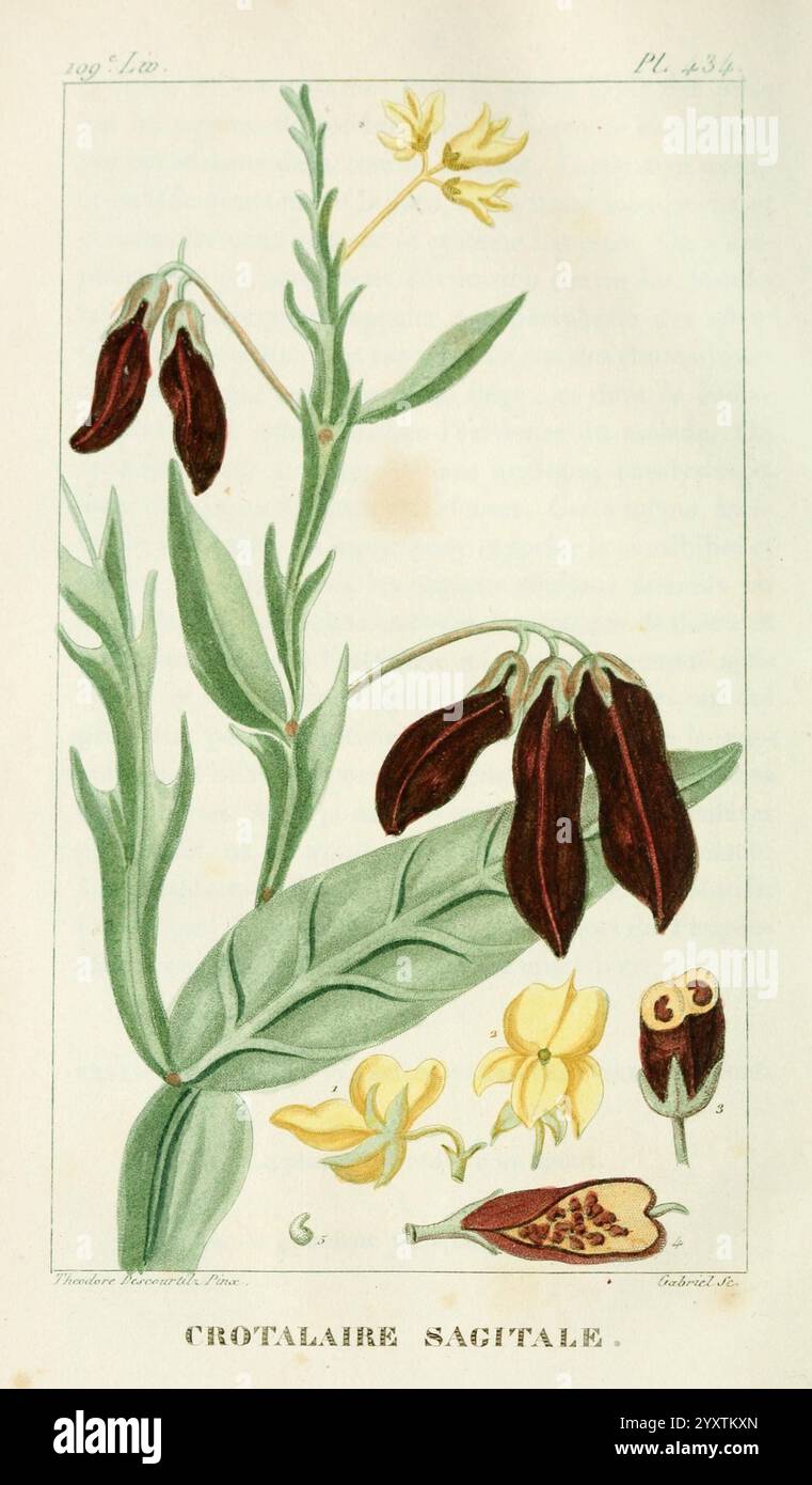 Rattlebox blooms hi-res stock photography and images - Alamy