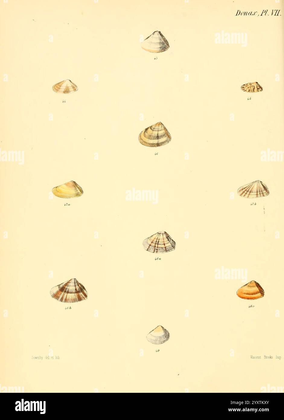 Conchologia iconica, or Illustrations of the shells of molluscous ...