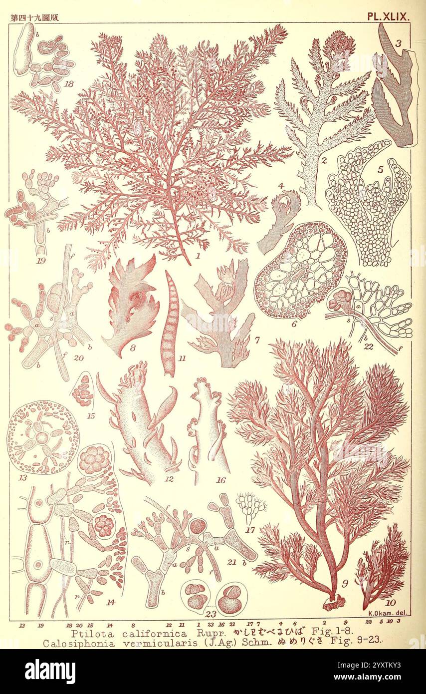 Icones of Japanese algae, Tokyo, Kazamashobo 1907-1942, algae, botany ...