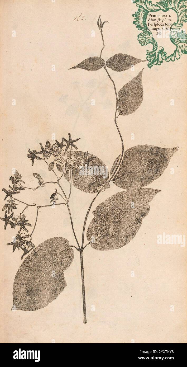 Flora Berolinensis, Berlin, Die Schule, 1757-1758, Periploca graeca ...
