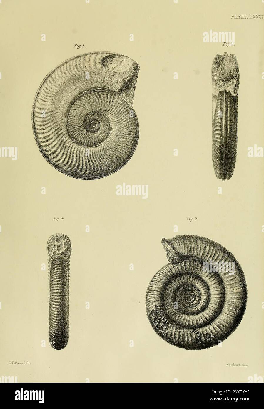 Monograph on the Lias Ammonites of the British Islands, London, Printed ...