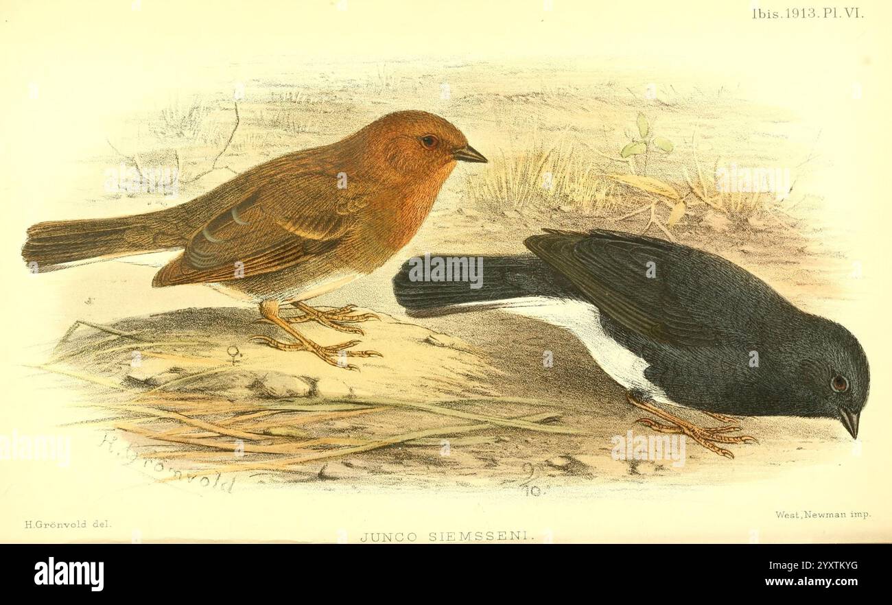 Juno steyermark hi-res stock photography and images - Alamy