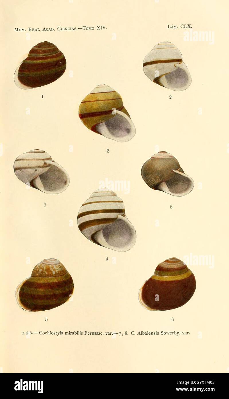 Structure across various species hi-res stock photography and images ...