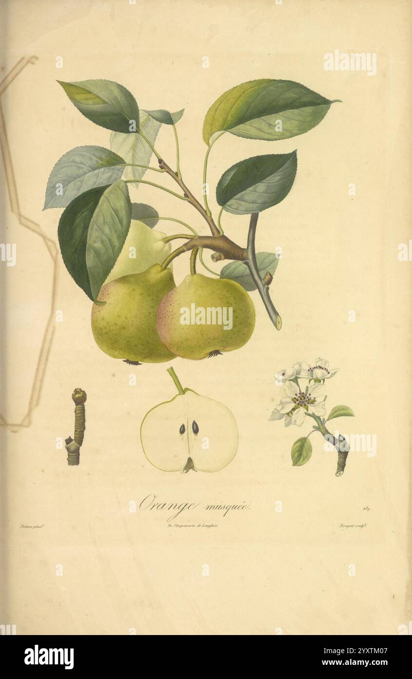 Pears internal structure hi-res stock photography and images - Alamy