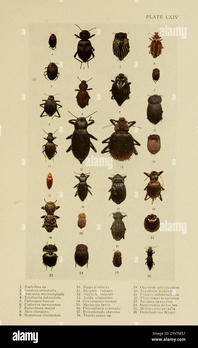 Insect Life London, A. & C. Black, Ltd, 1921, Arthropoda, Entomology ...