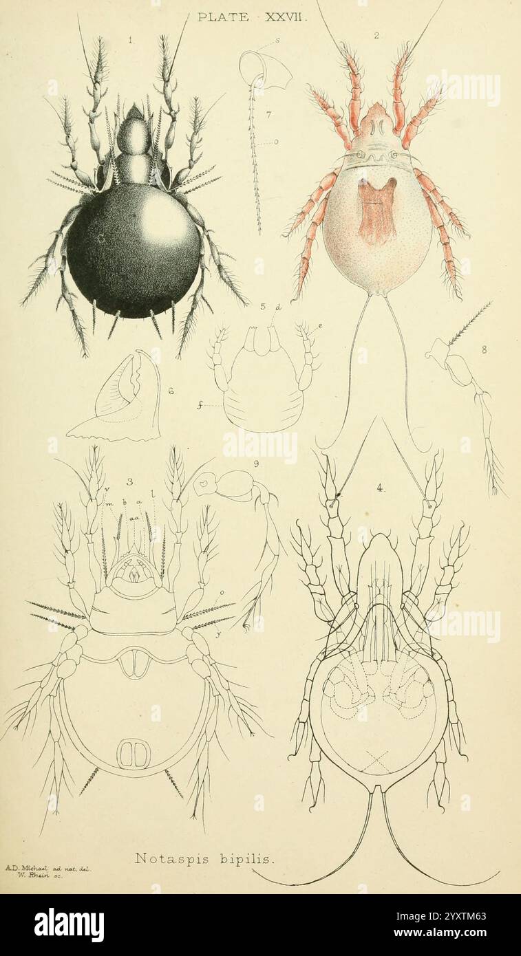 Spiders dorsal view highlights hi-res stock photography and images - Alamy
