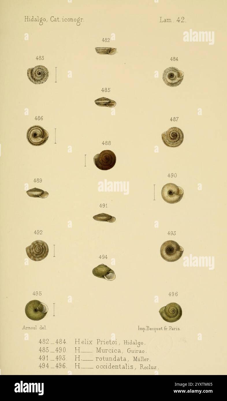 Catalogo iconografico y descriptivo de los moluscos terrestres de ...