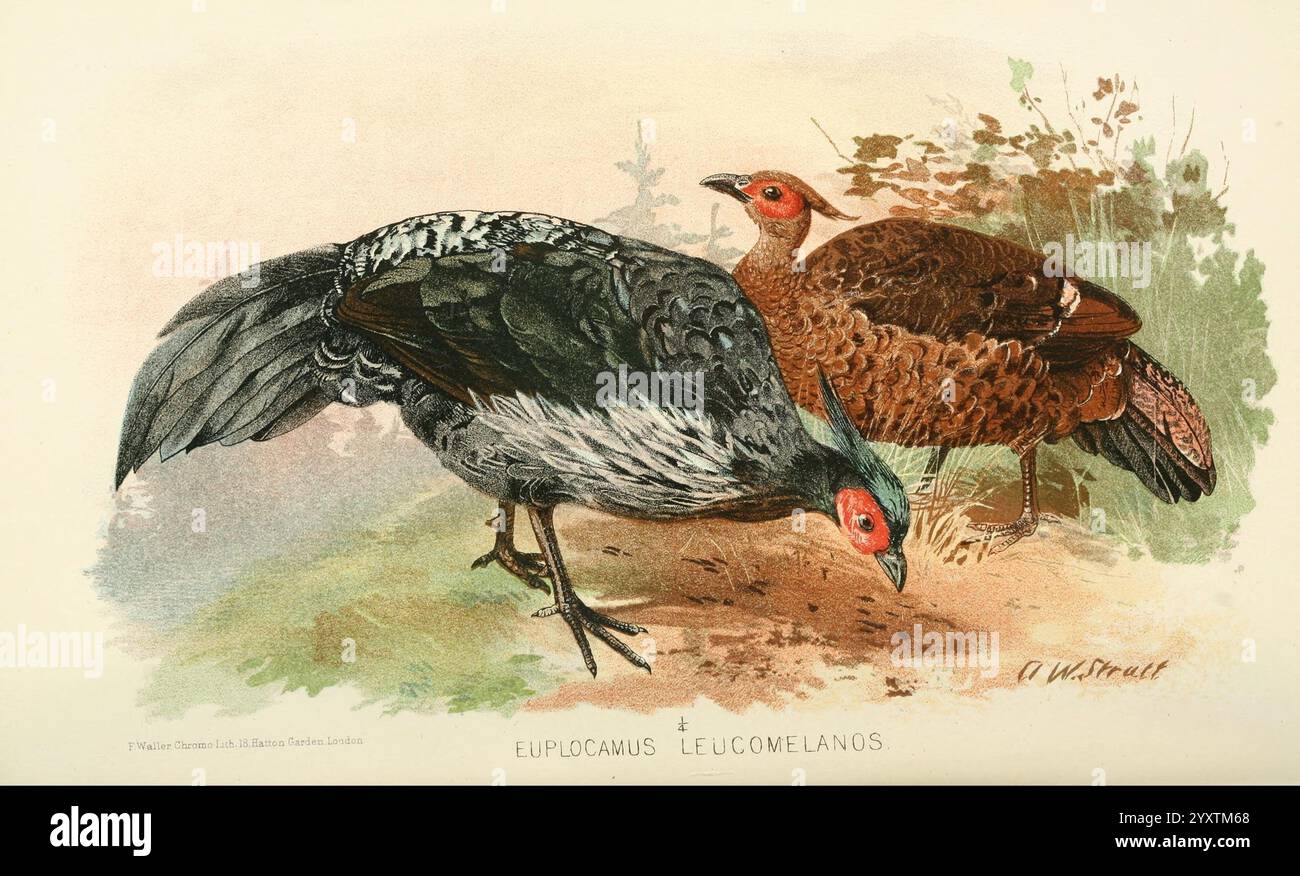 Scene features two distinct bird species perched hi-res stock ...