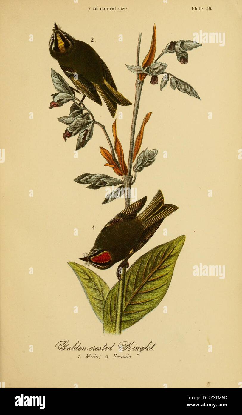 Bold crown markings hi-res stock photography and images - Alamy