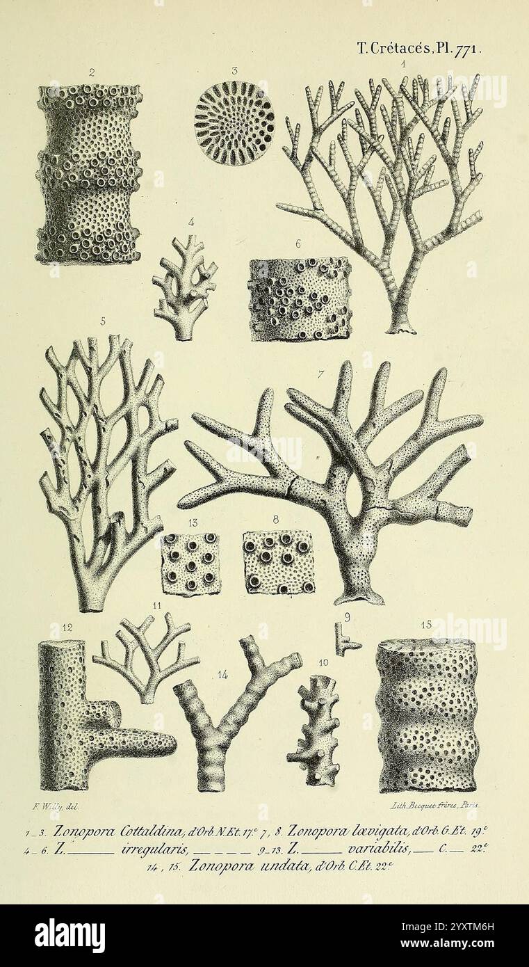 Corals cretaceous hi-res stock photography and images - Alamy
