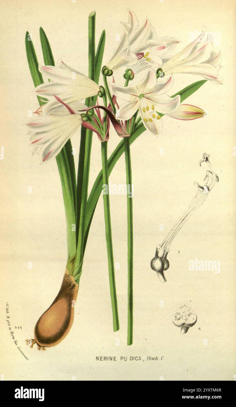 Anatomical features accompany hi-res stock photography and images - Alamy