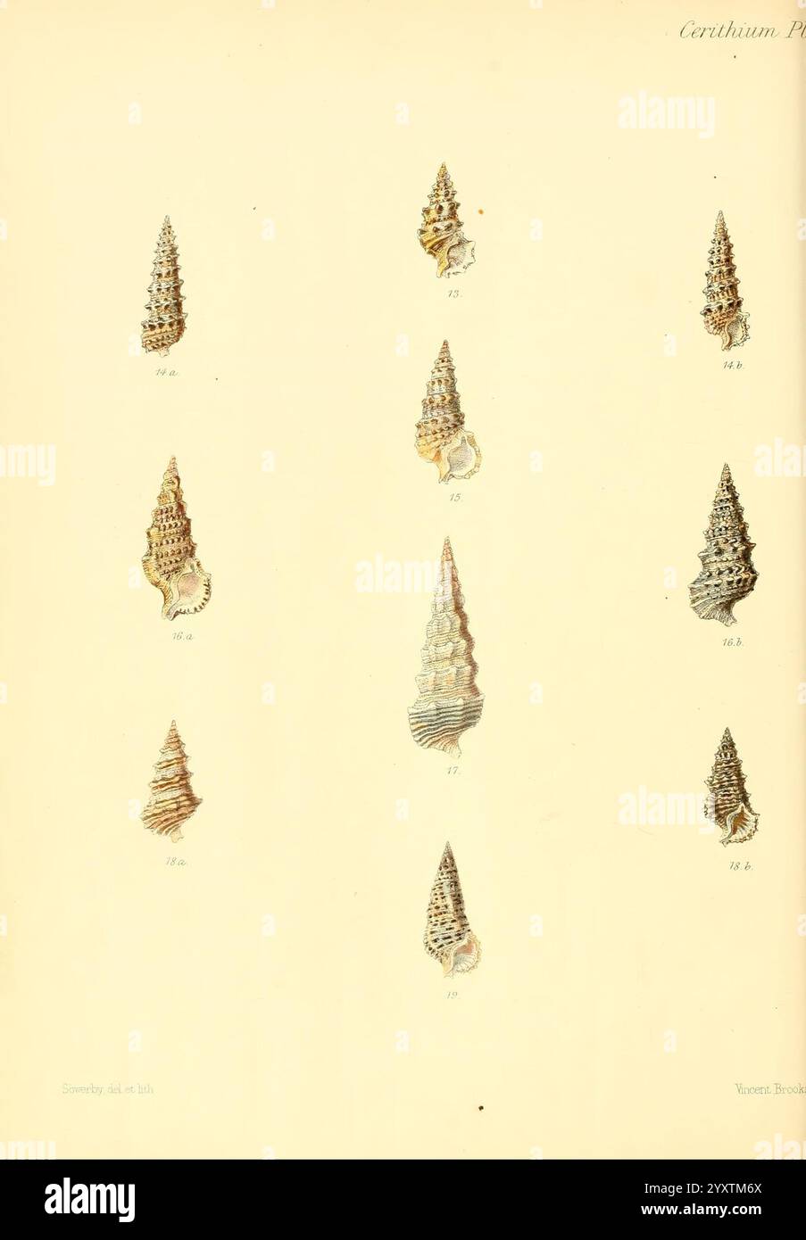Conchologia Iconica, or Illustrations of the Shells of Molluscous ...