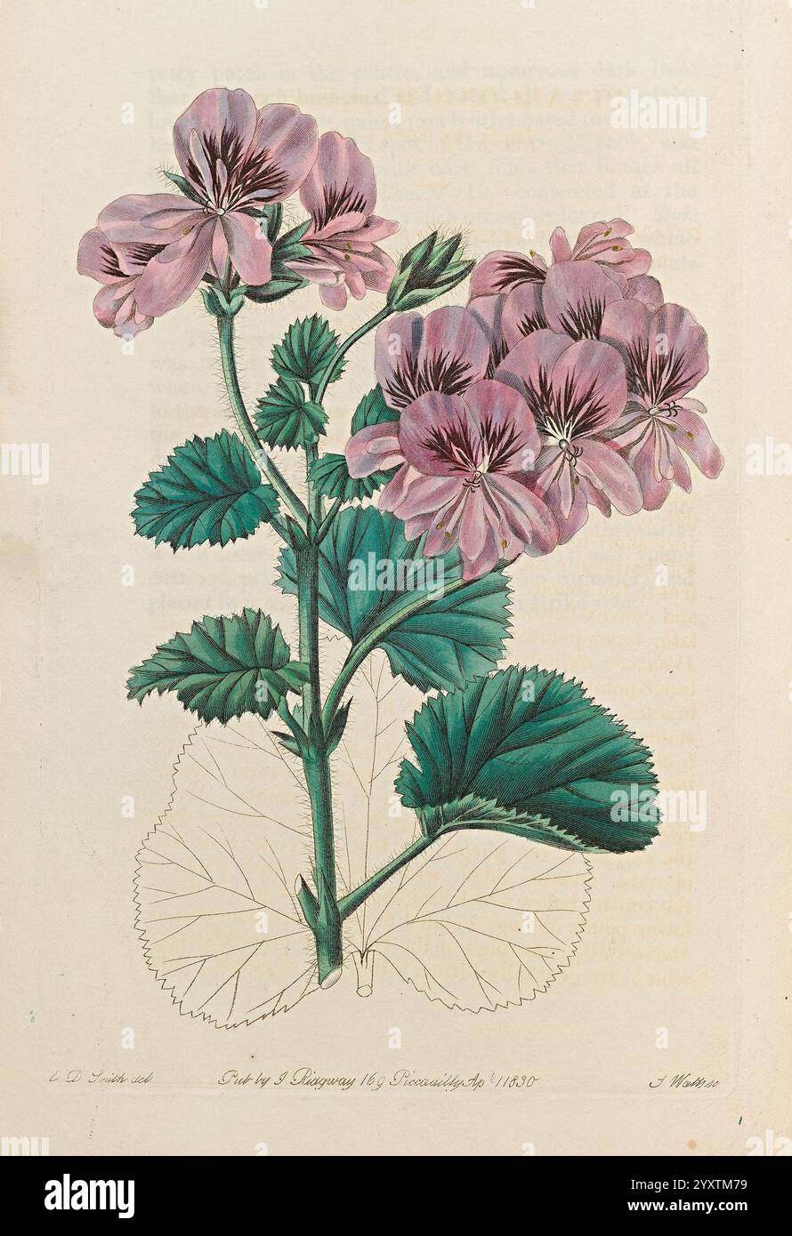 Geraniaceae, London, Printed for James Ridgway, Piccadilly, 1820-1830 ...