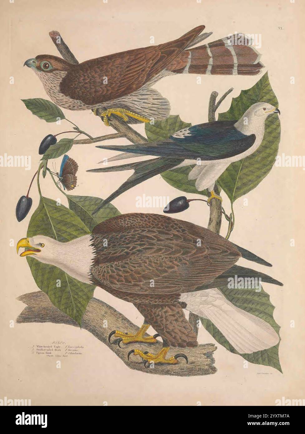 Illustrations of the American ornithology of Alexander Wilson and ...