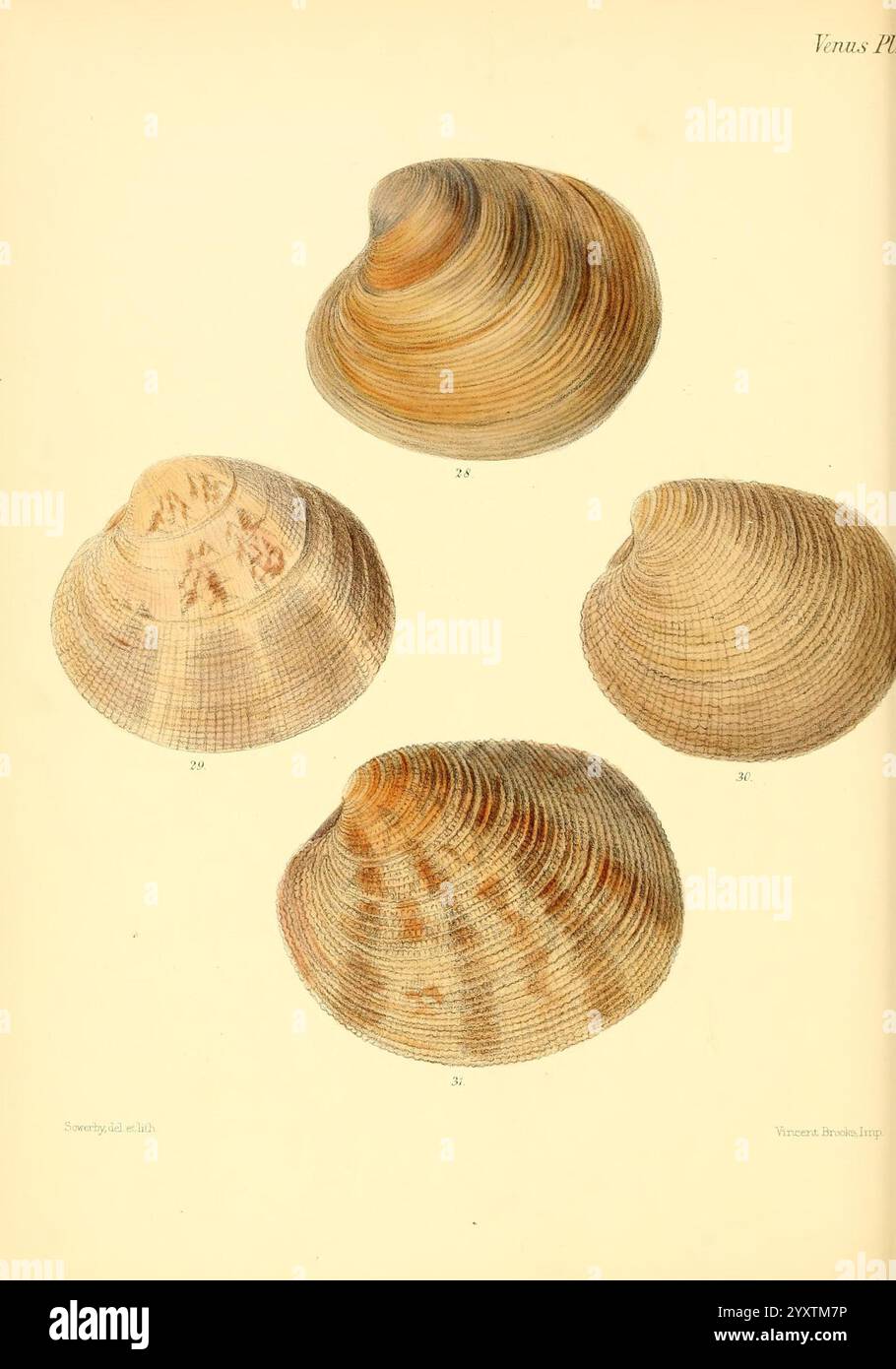 Beautifully shaped shells hi-res stock photography and images - Alamy