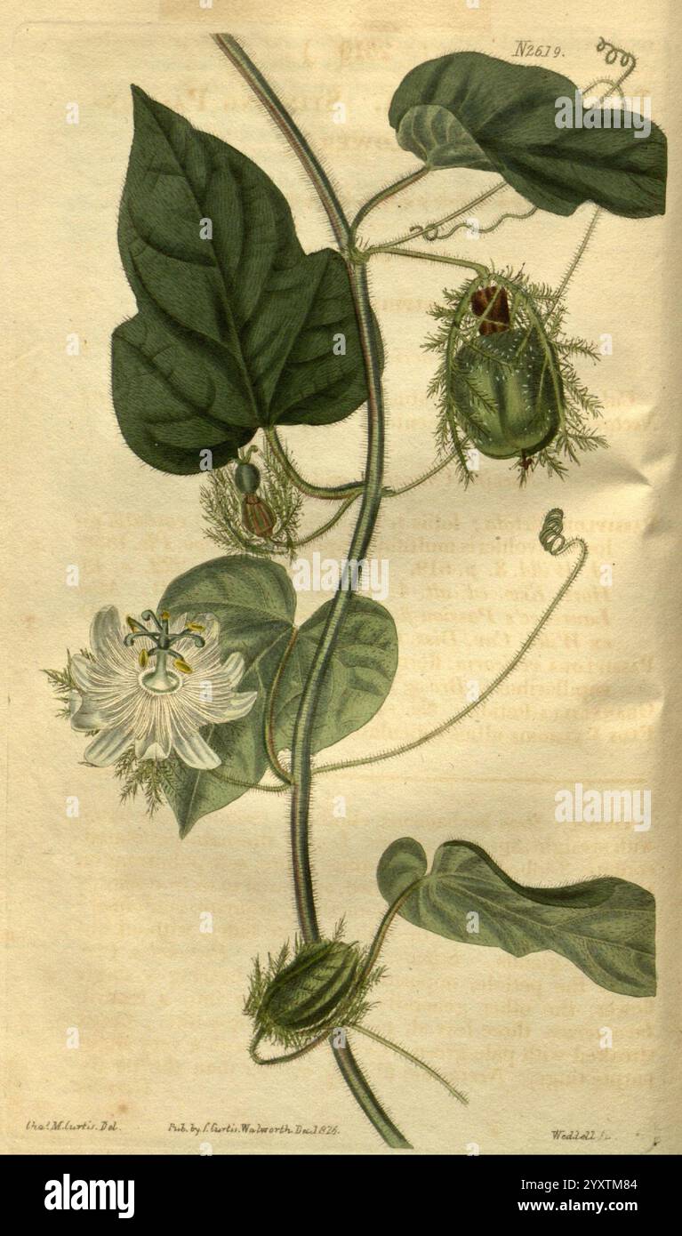 Curtis's Botanical Magazine, London, New York, botanical illustration ...