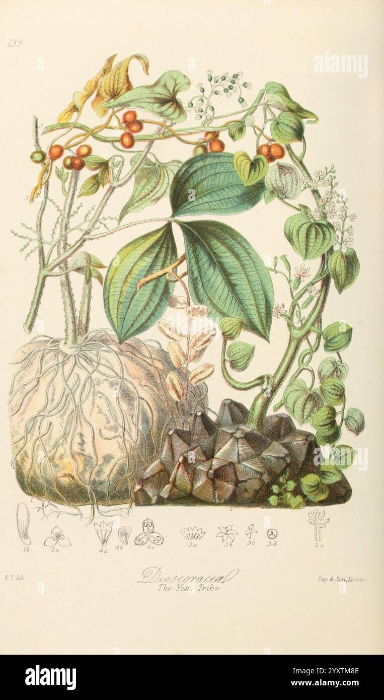 Illustrations of the Natural Orders of Plants with Groups and ...