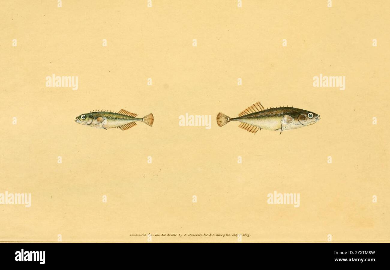 The natural history of British fishes, London, Printed for the author ...