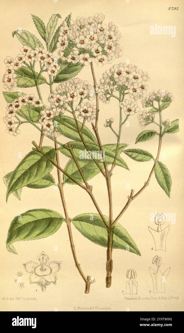 Curtis's Botanical Magazine, London, New York, botanical illustration ...